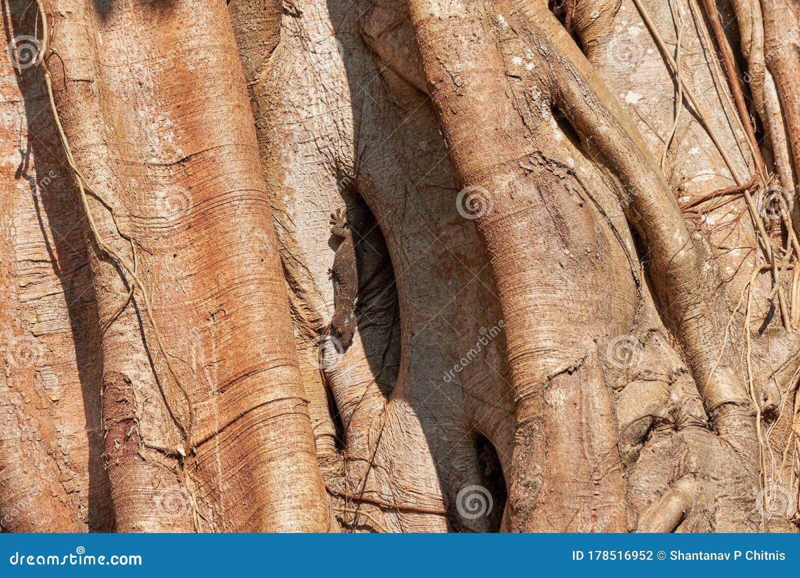 A wild dark brown gecko stock photo. Image of park, suns - 178516952