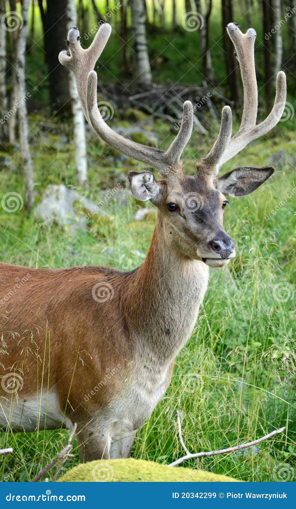 Wild dear stock image. Image of deer, safari, moon, landscape - 20342299