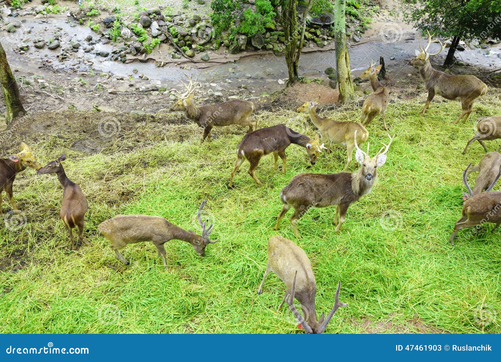 Wild dears stock image. Image of highland, forest, looking - 47461903