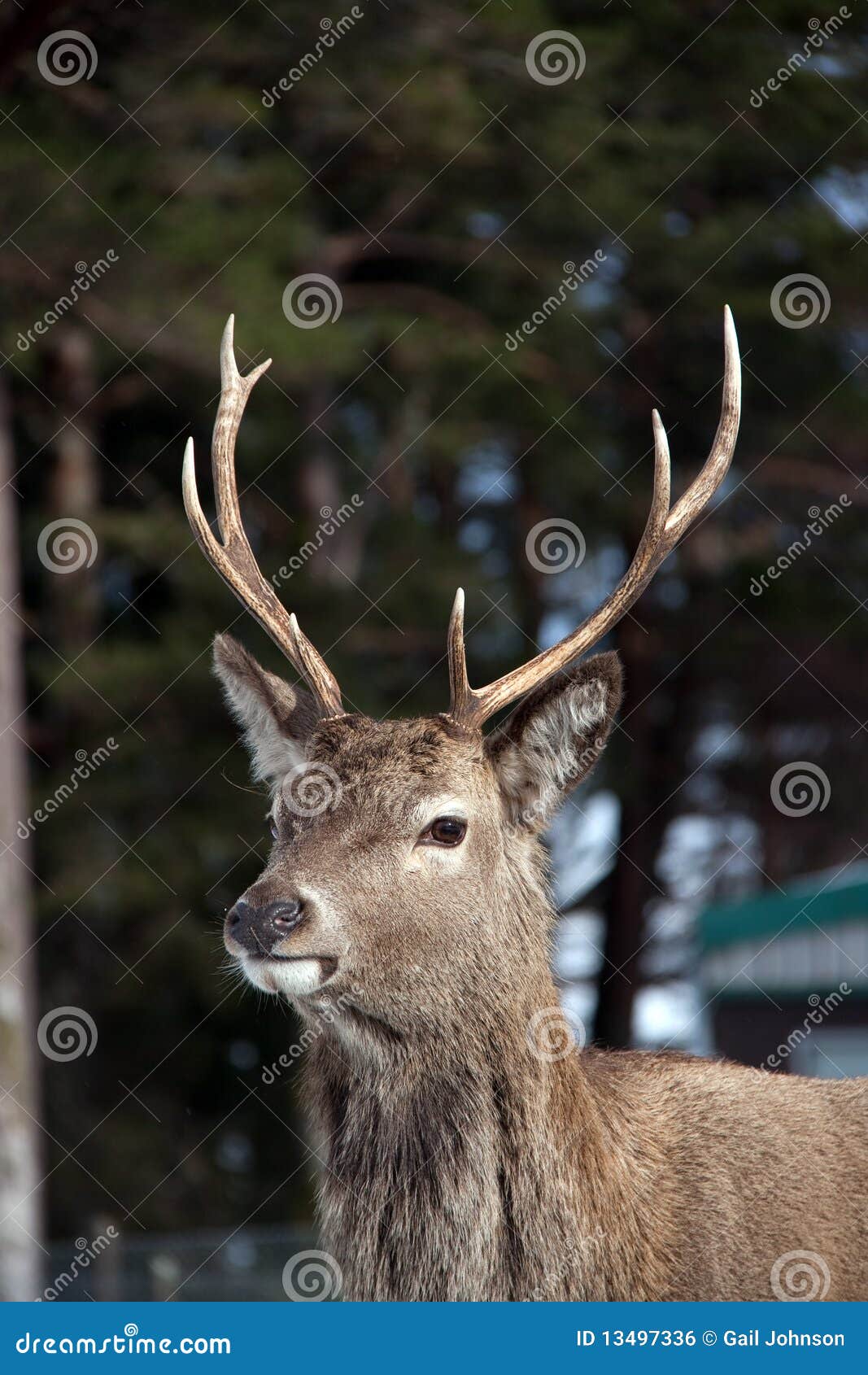Wild deer stock photo. Image of wild, deer, mountains - 13497336