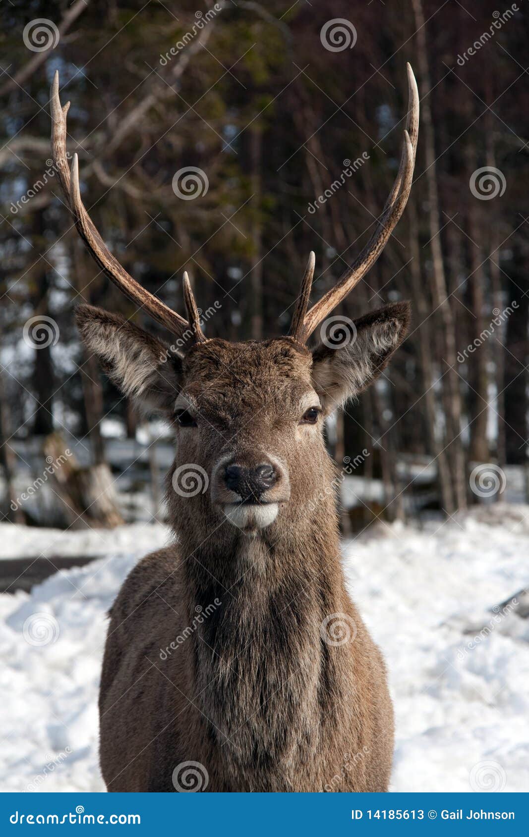 Wild deer stock image. Image of stag, snow, scotland - 14185613