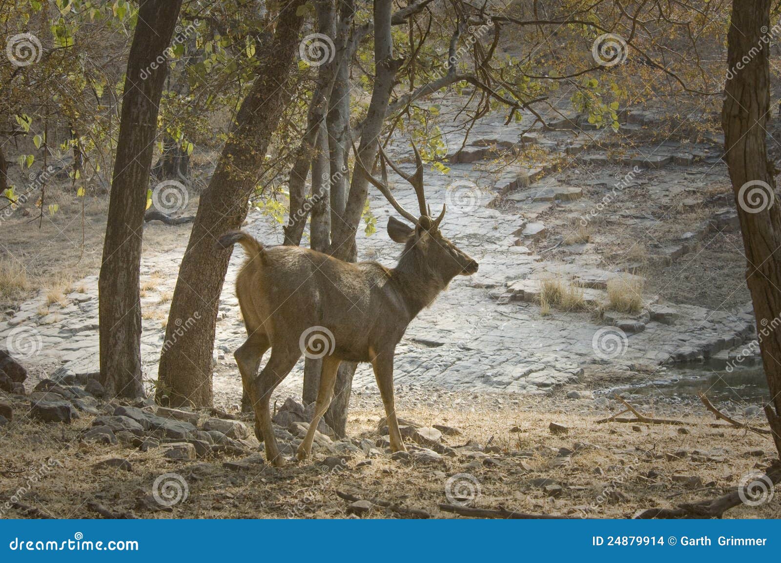 Wild deer stock photo. Image of animal, deer, ranthambhore - 24879914