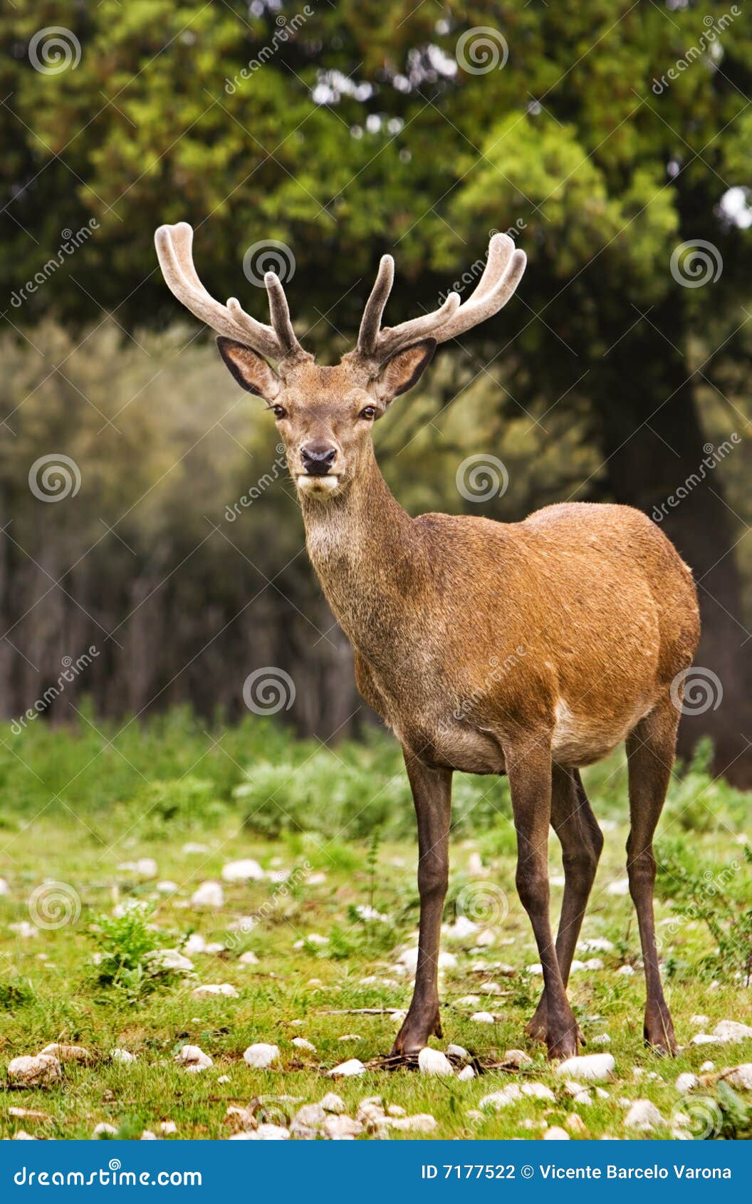 Wild deer stock photo. Image of animal, alert, brown, beautiful - 7177522