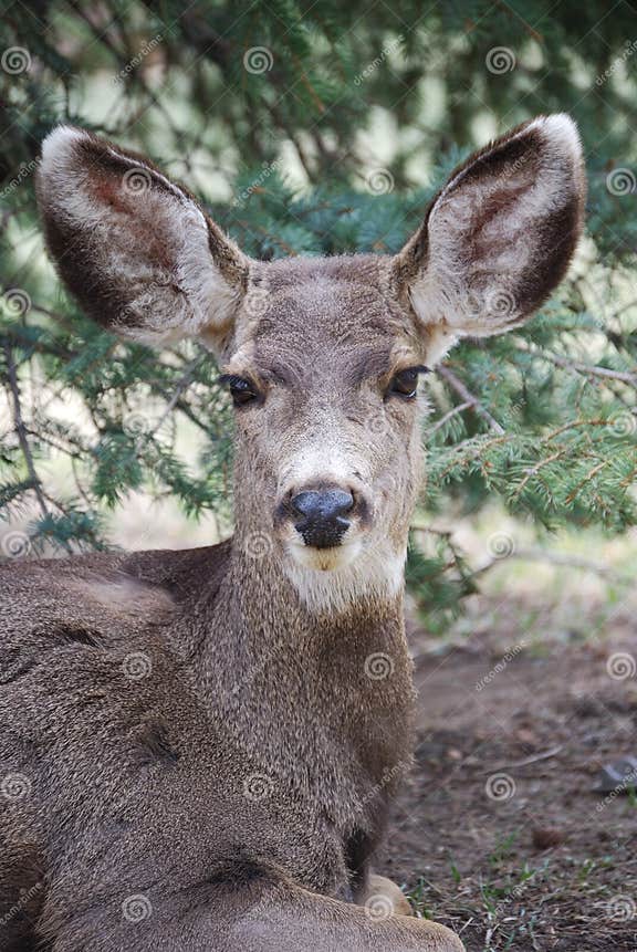 Wild Deer in Colorado Springs Stock Image - Image of hunting, resting ...