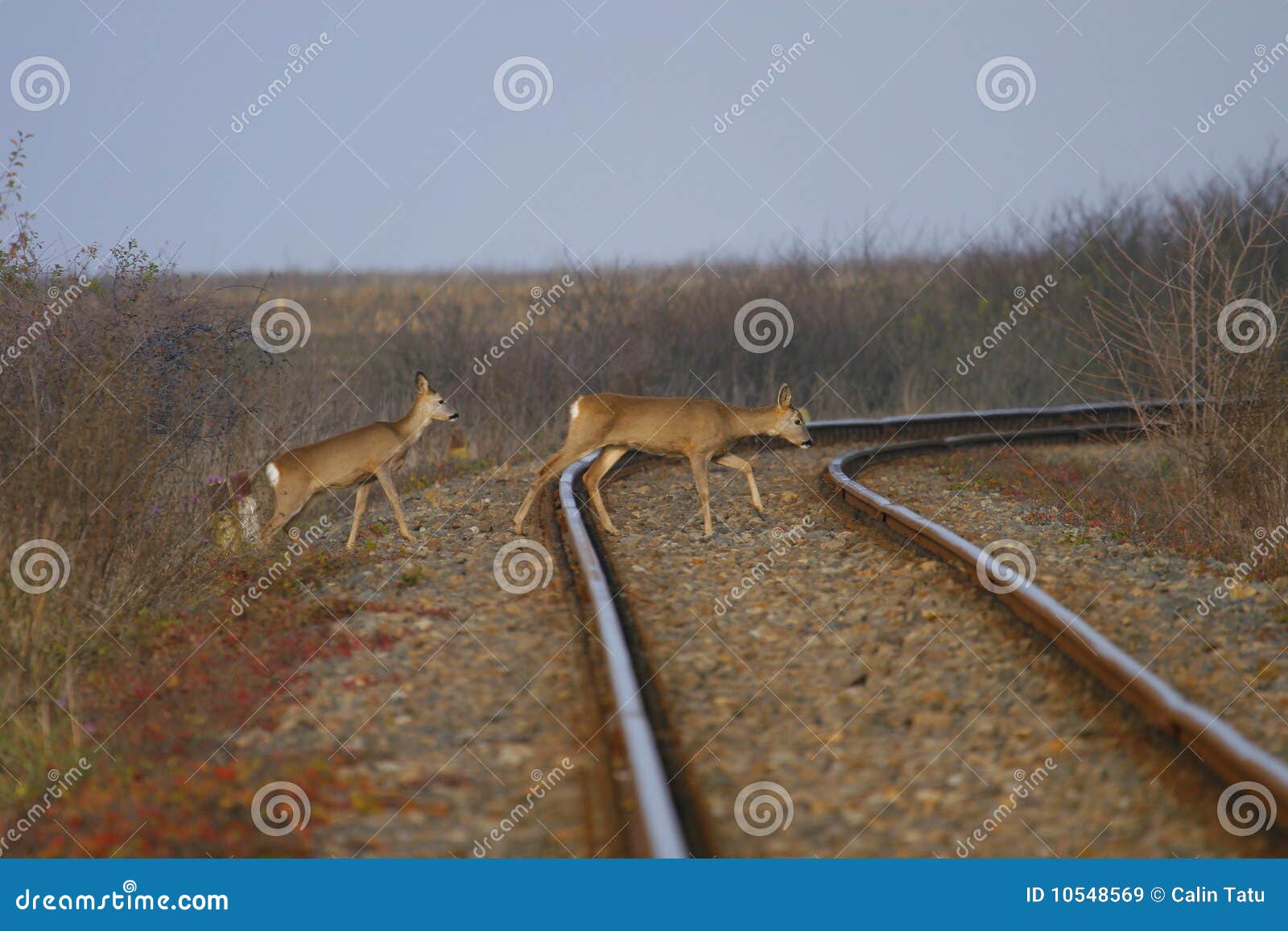 Wild deer crossing railway stock image. Image of scenery - 10548569