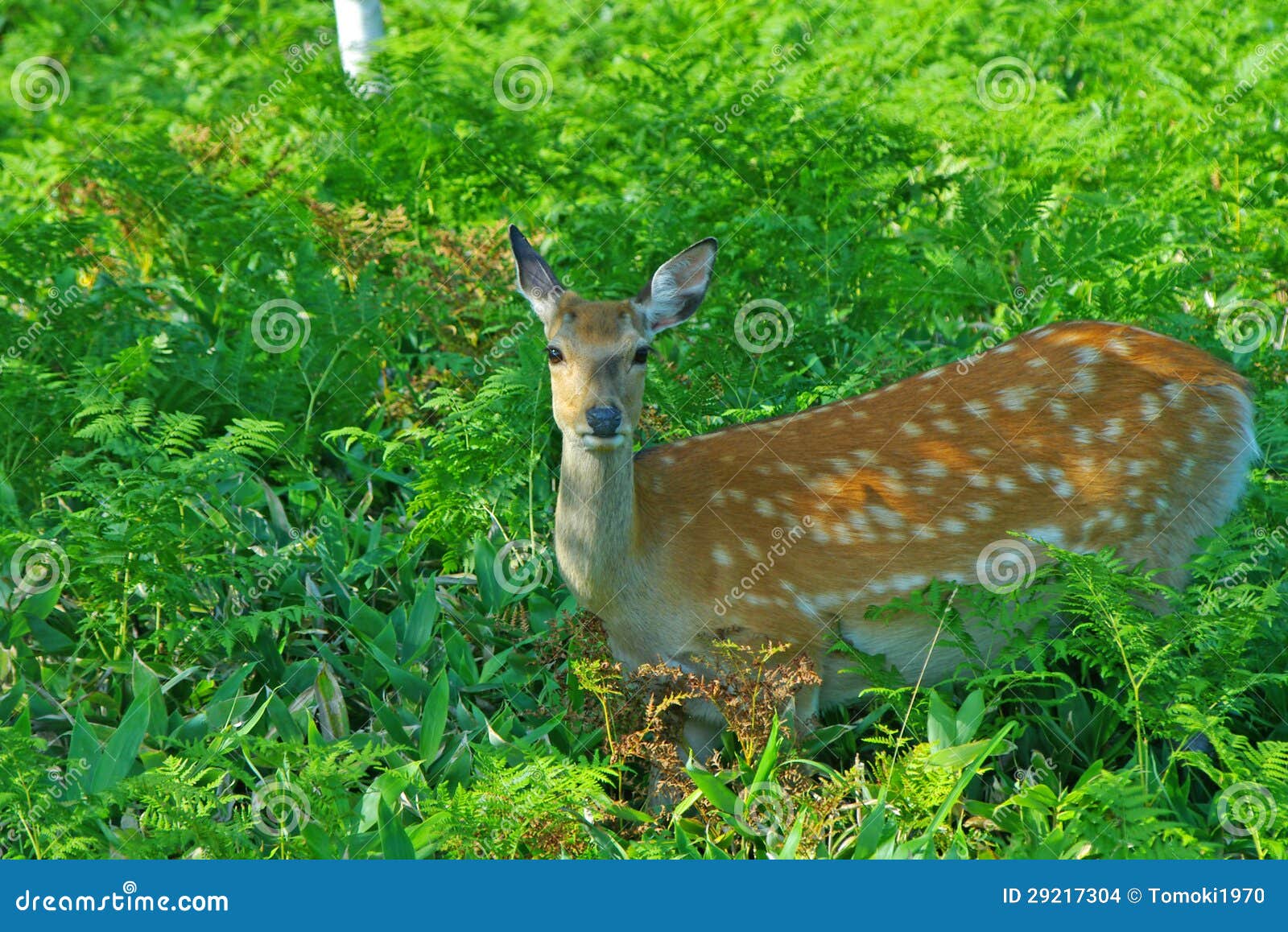 Wild deer in the feild stock photo. Image of summer, japan - 29217304