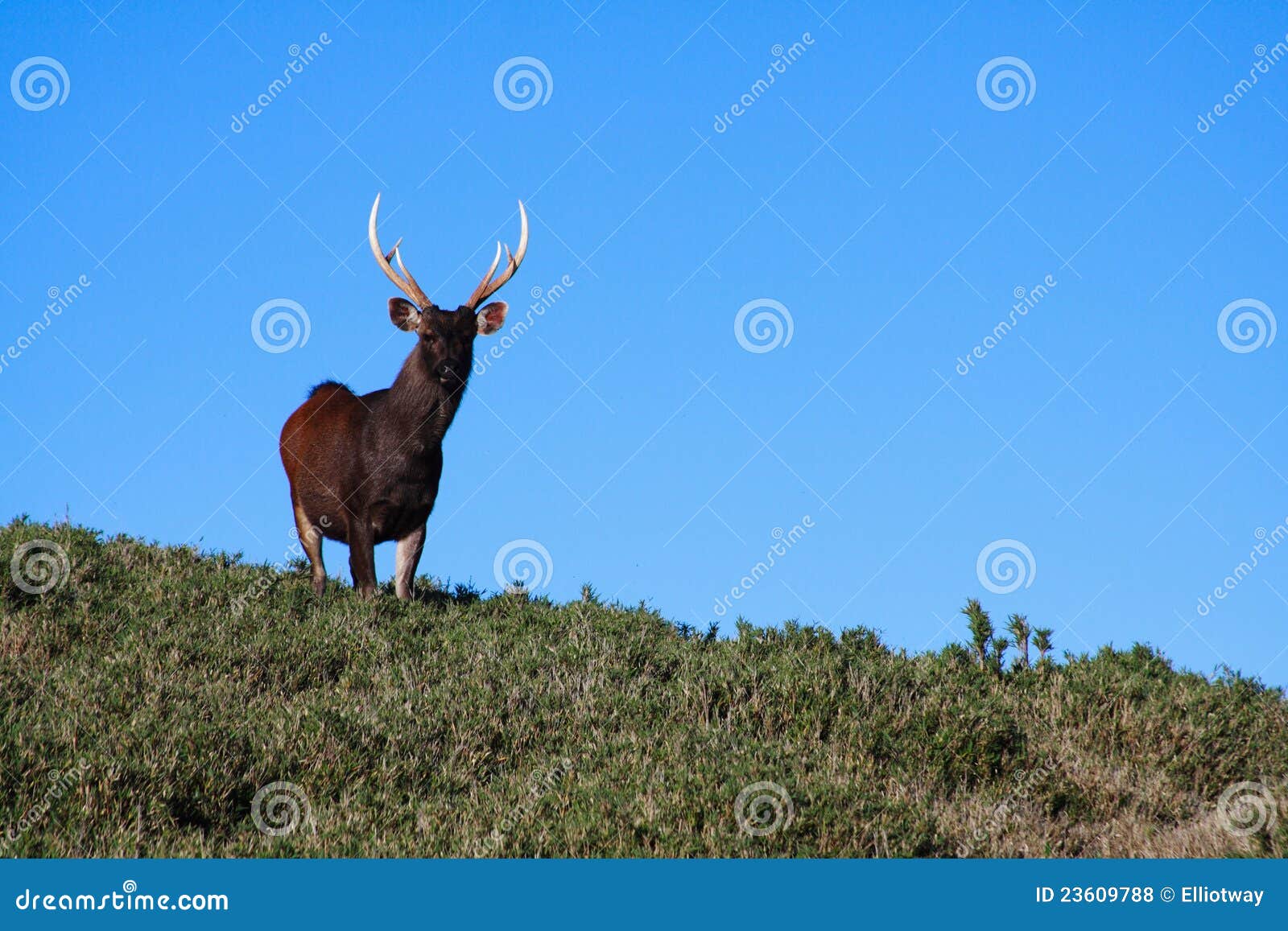 Wild deer on the grassland stock photo. Image of mammal - 23609788