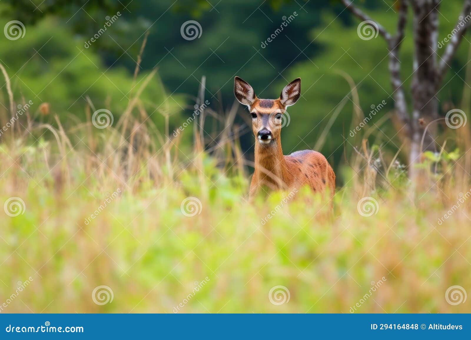 A Wild Deer Grazing in a Field of Tall Grass Stock Photo - Image of ...