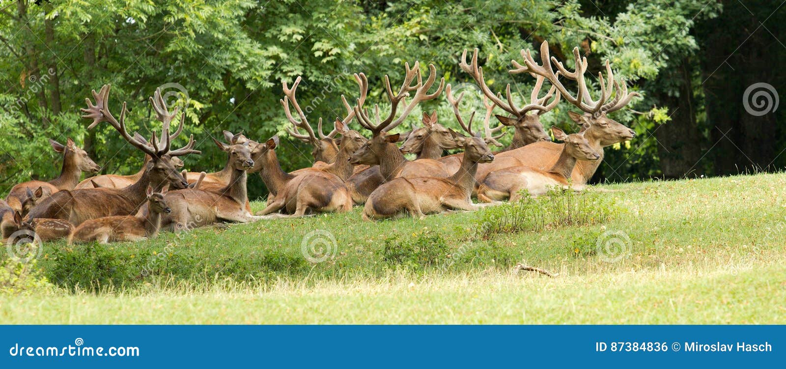 Wild deer group stock photo. Image of herbivorous, europe - 87384836