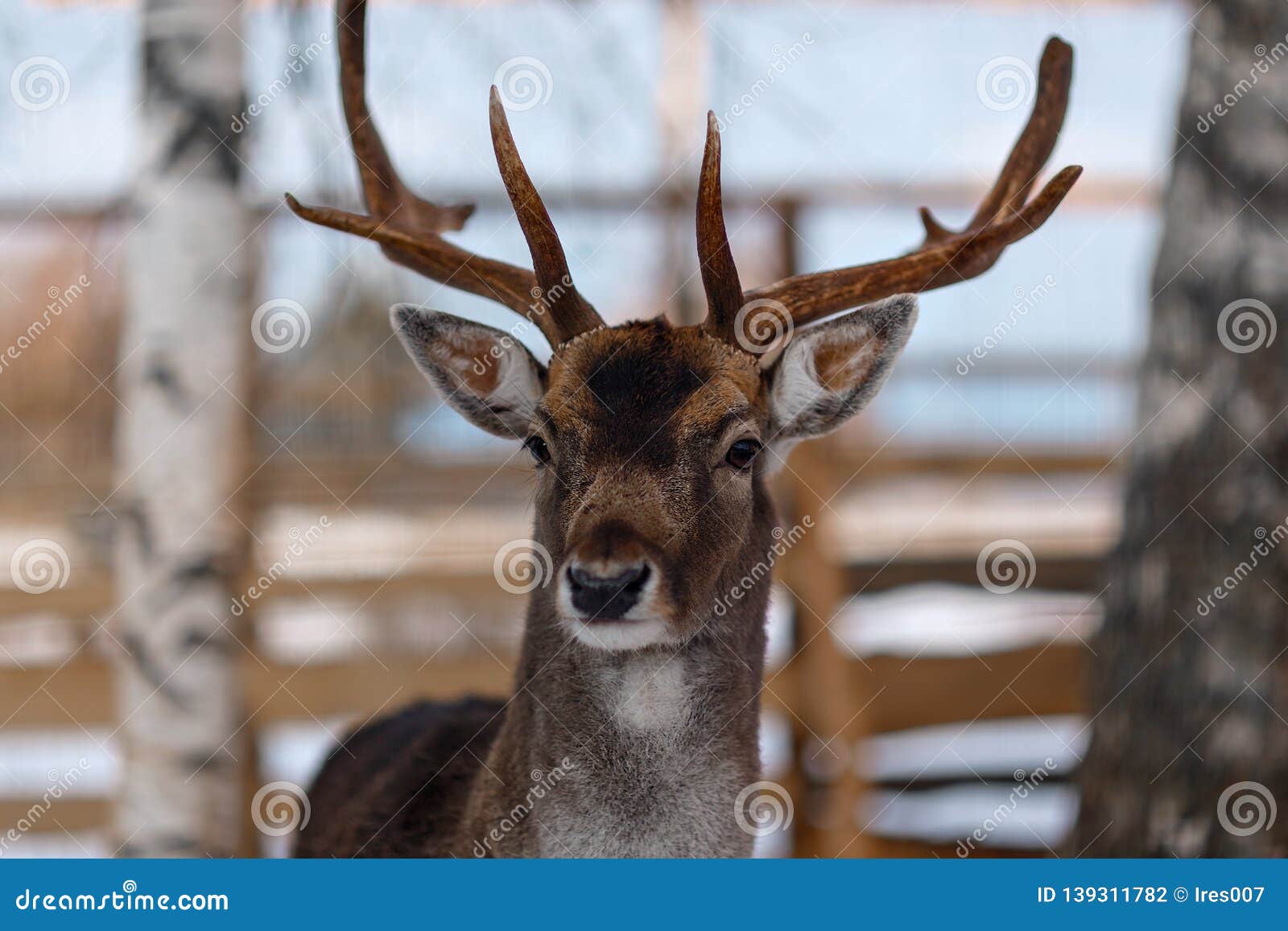 Wild Deer Head Looking Forward Stock Photo - Image of animal, natural ...