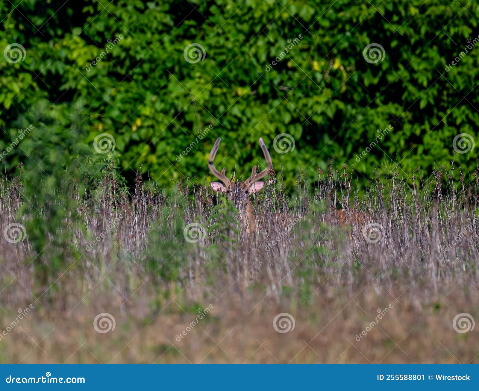 Wild Deer Hiding on Long Grasses in the Forest Stock Image - Image of ...