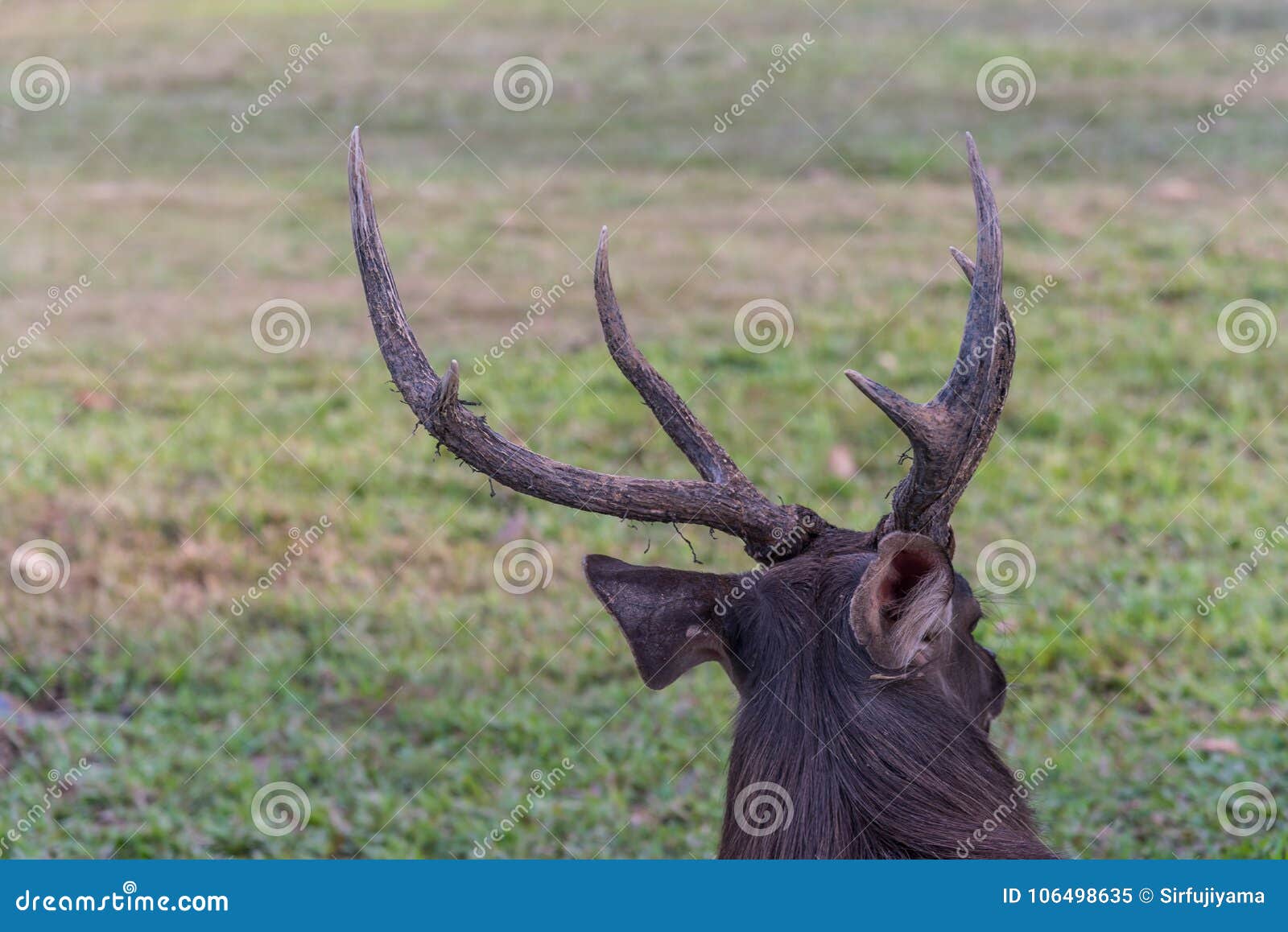 Wild deer stock image. Image of brown, wildlife, spring - 106498635