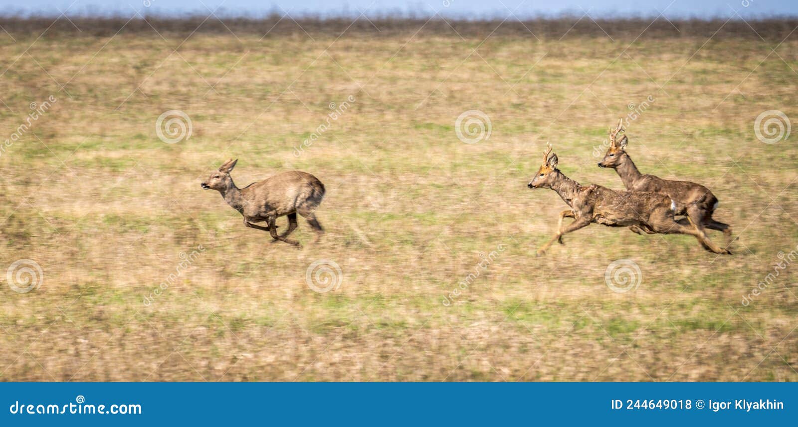 Wild Deer are Jumping Very Fast Across the Field Stock Photo - Image of ...