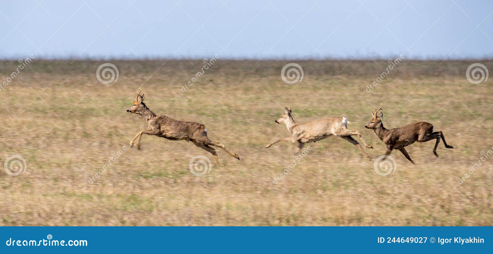 Wild Deer are Jumping Very Fast Across the Field Stock Image - Image of ...