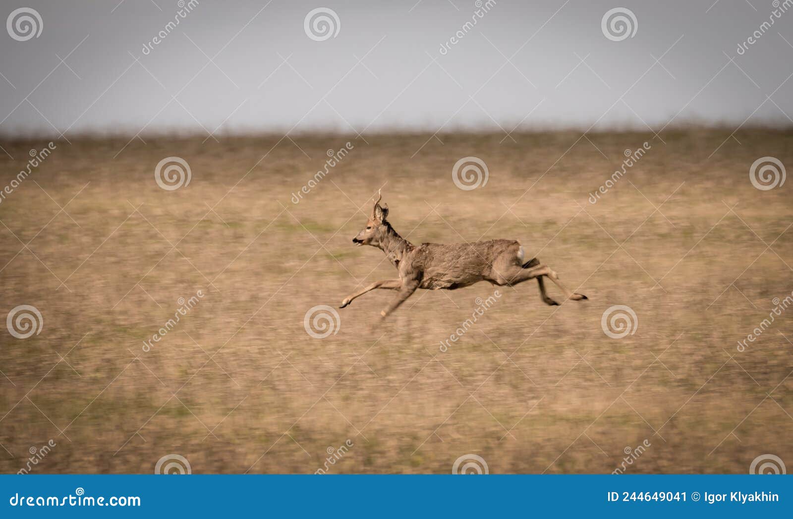 Wild Deer are Jumping Very Fast Across the Field Stock Image - Image of ...