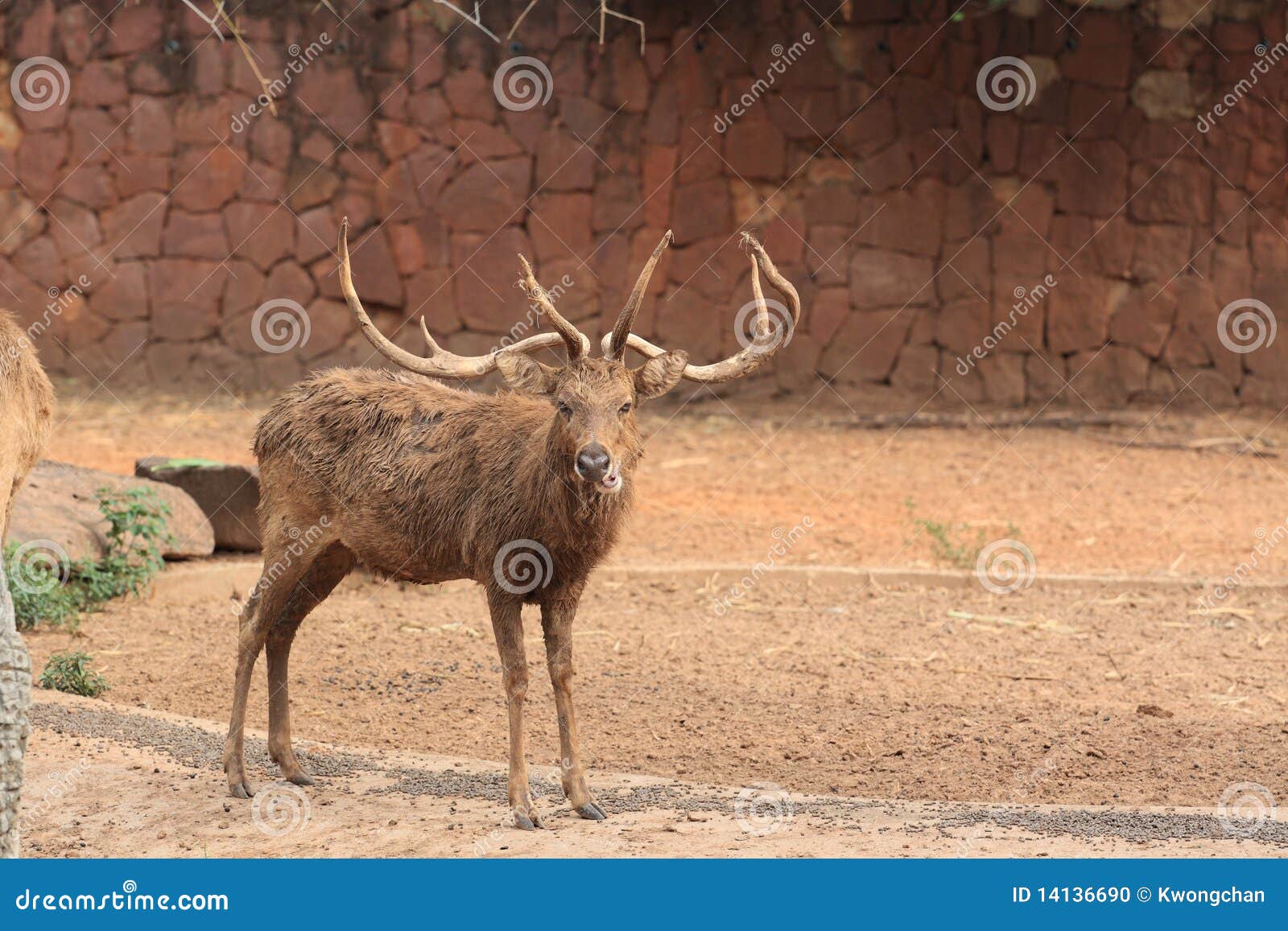 Wild deer with long horns stock photo. Image of woodland - 14136690