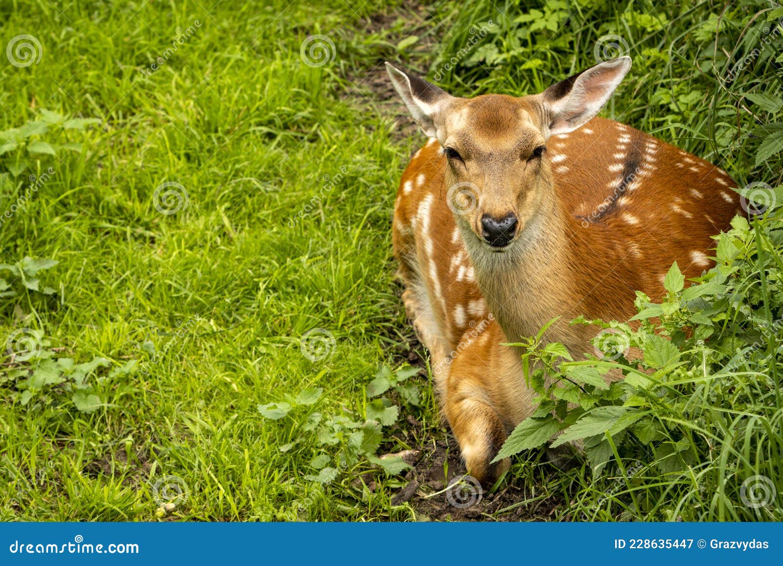 Wild Deer Lying on the Green Grassland Stock Image - Image of deer ...