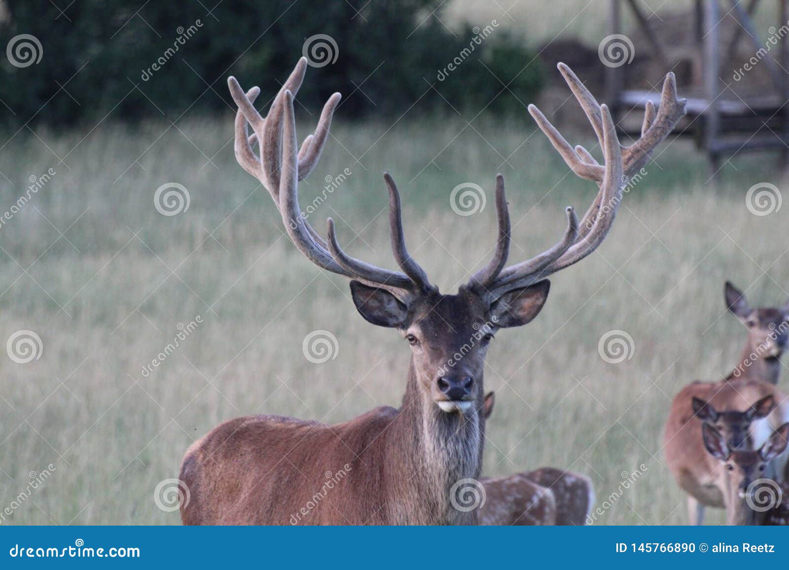 Wild Deer in Nature stock photo. Image of hirsch, nature - 145766890