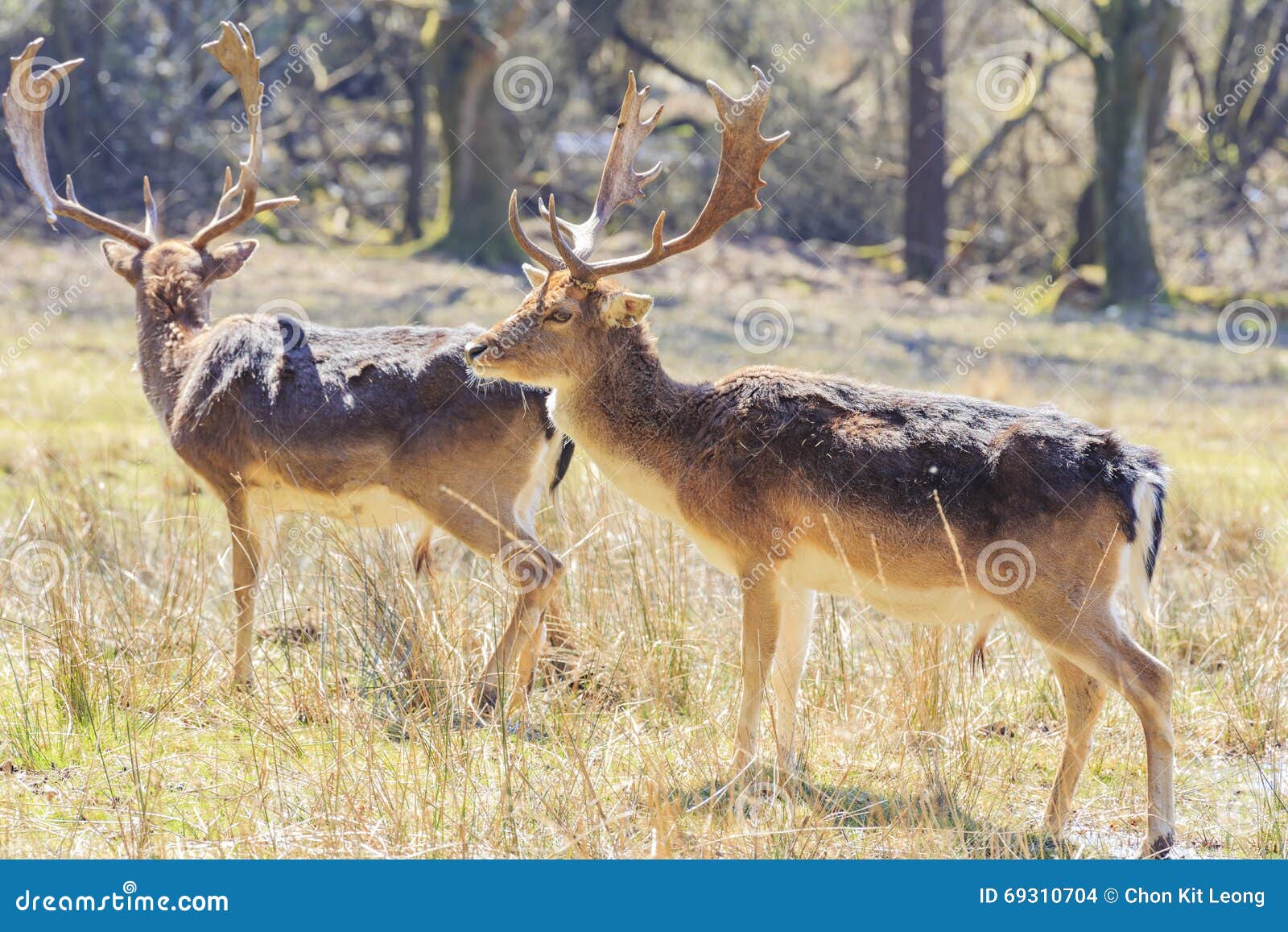 Wild Deer in New Forest National Park Stock Photo - Image of park ...