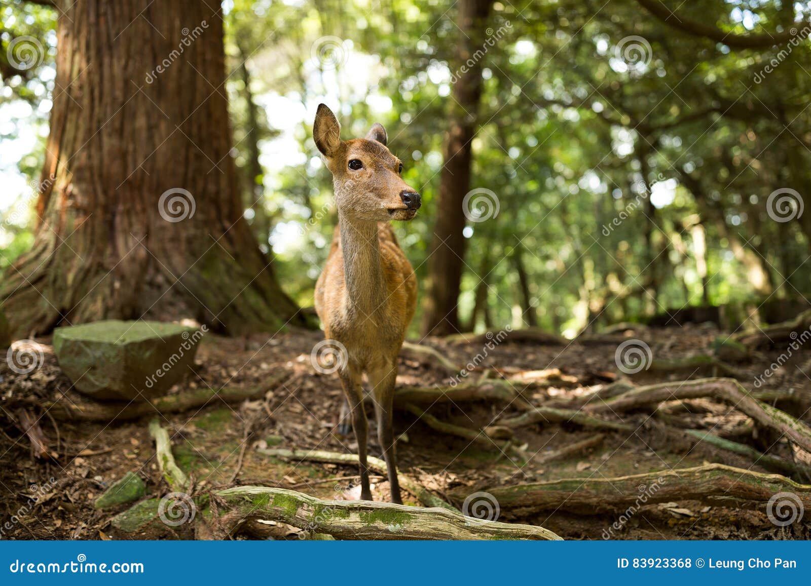 Wild deer at outdoor stock photo. Image of cervinae, mammal - 83923368