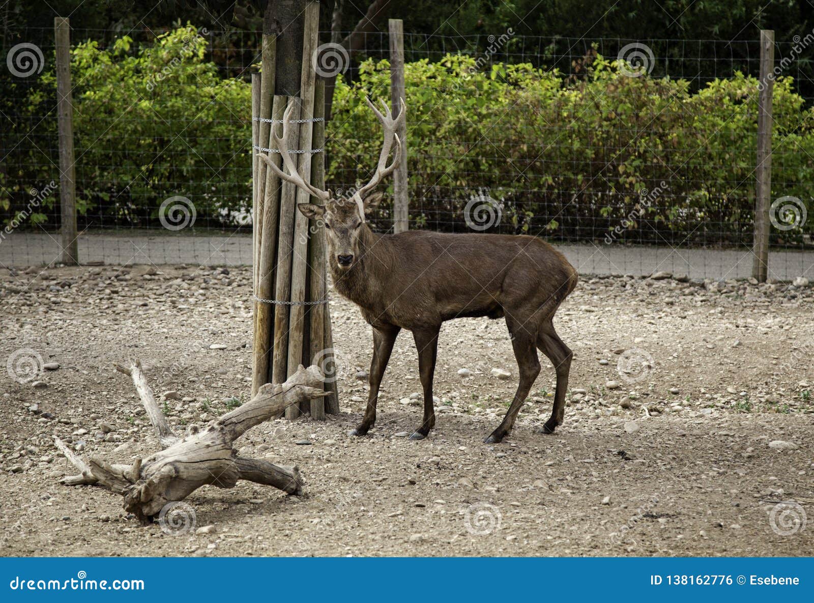 Wild deer protected stock photo. Image of buck, national - 138162776