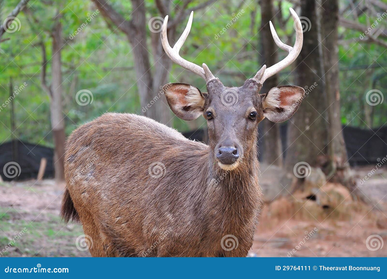 Wild deer in alert stock image. Image of animal, deer - 29764111
