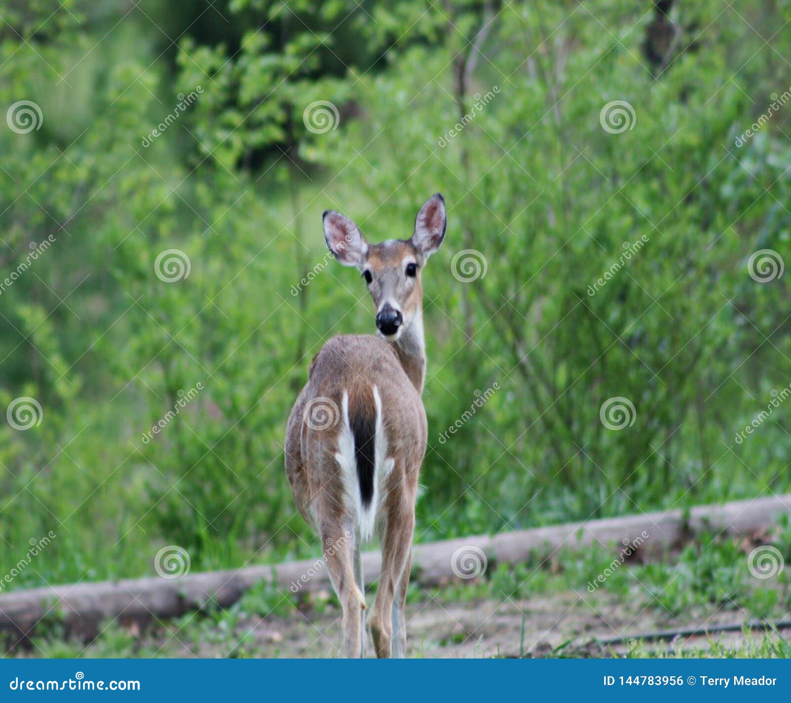 A Wild Deer Standing and Looking Stock Photo - Image of field, head ...