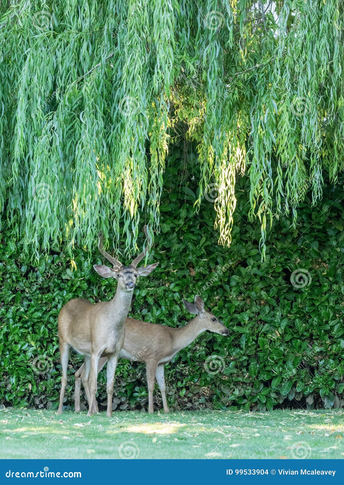 Wild Deer Under Back Yard Willow Tree Stock Photo - Image of weeping ...