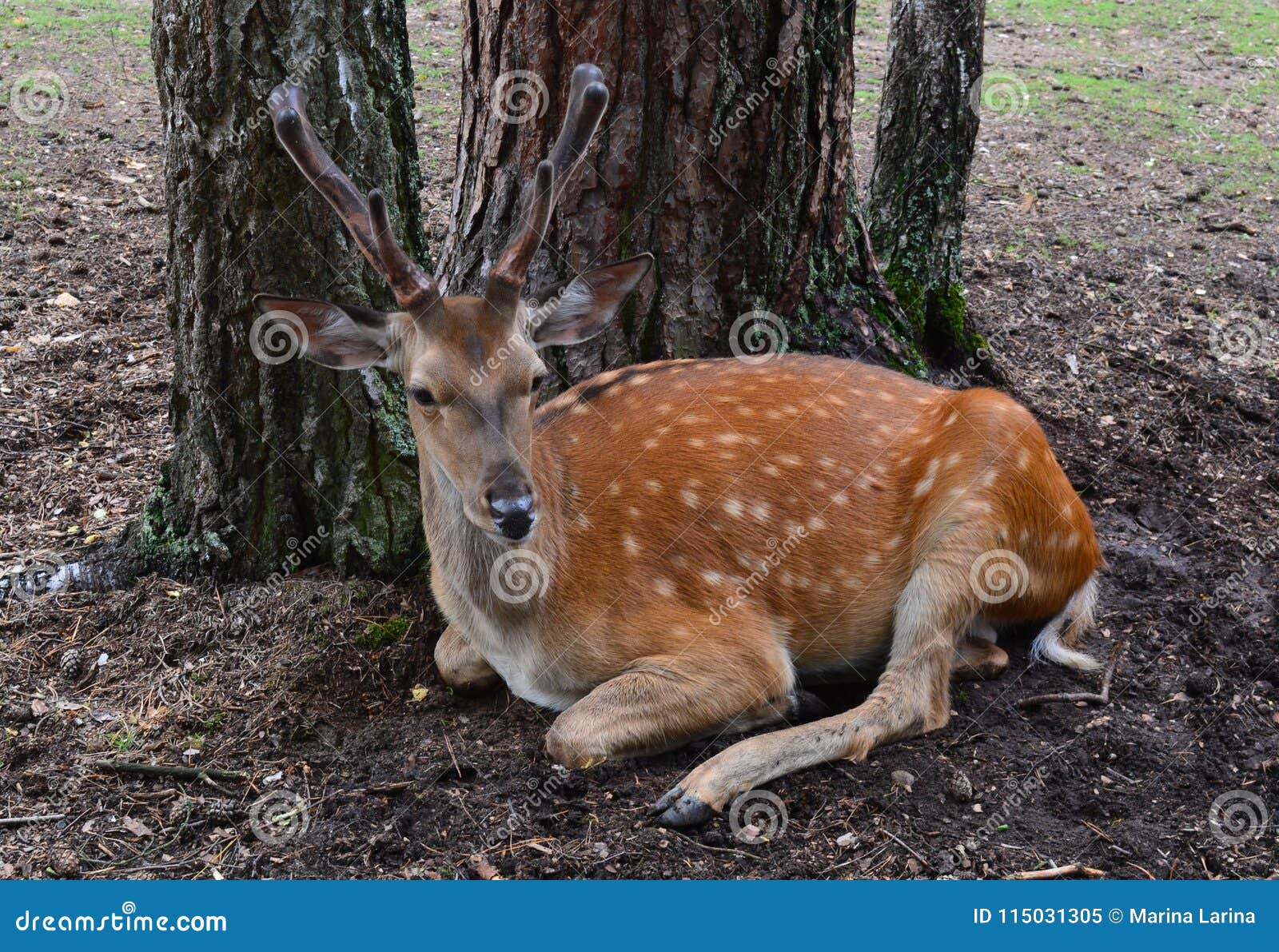 Wild deer under a tree stock image. Image of nature - 115031305
