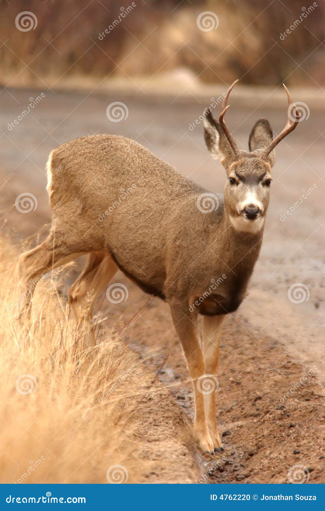 Wild deer in the wild stock photo. Image of national, pointer - 4762220