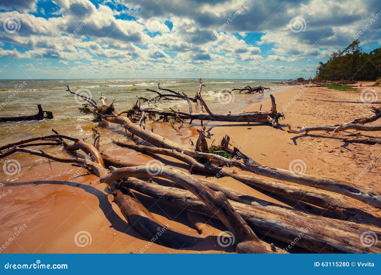 Wild Desert Beach with Fallen Trees Stock Photo - Image of pine ...