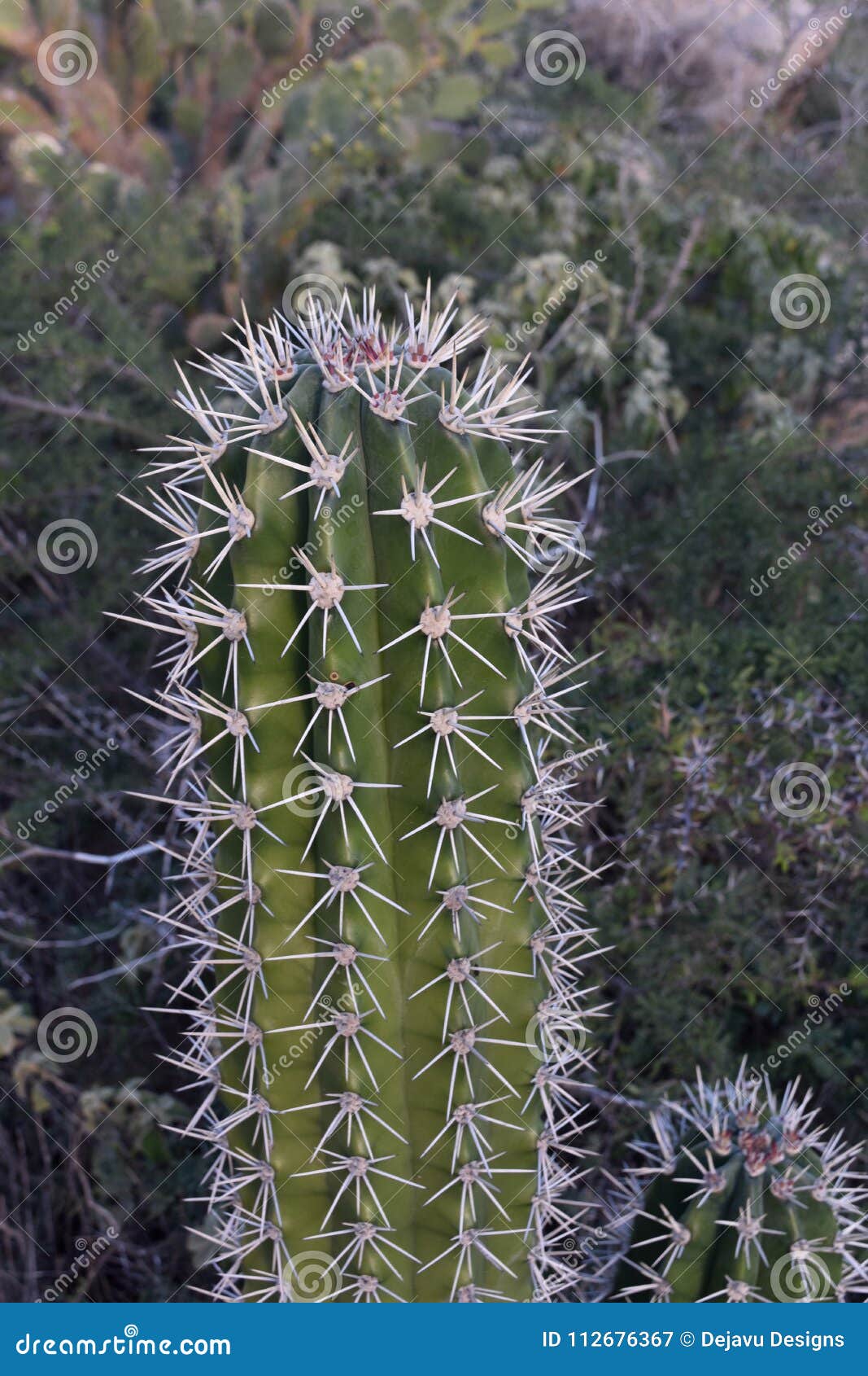 Large Sharp Aruba Desert Cactus in the Wild Stock Image - Image of ...