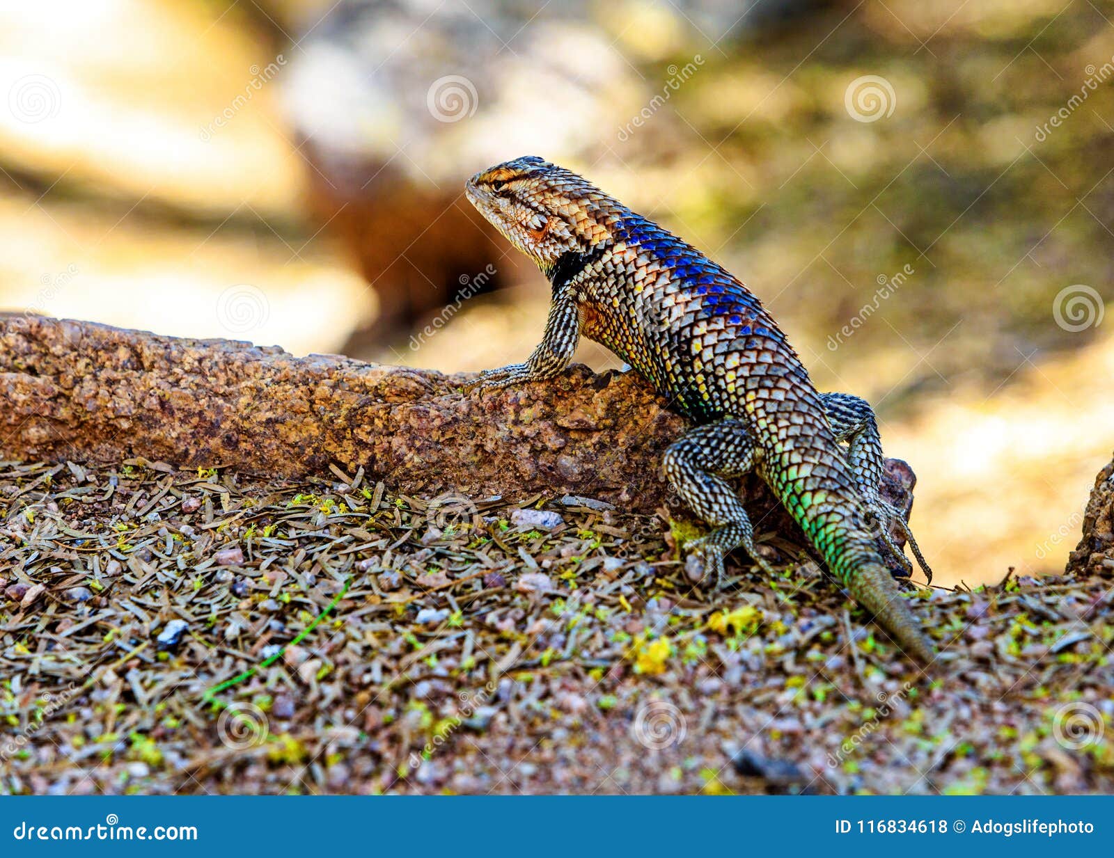 Desert Spiny Lizard In Coyote Gulch Stock Photo | CartoonDealer.com ...