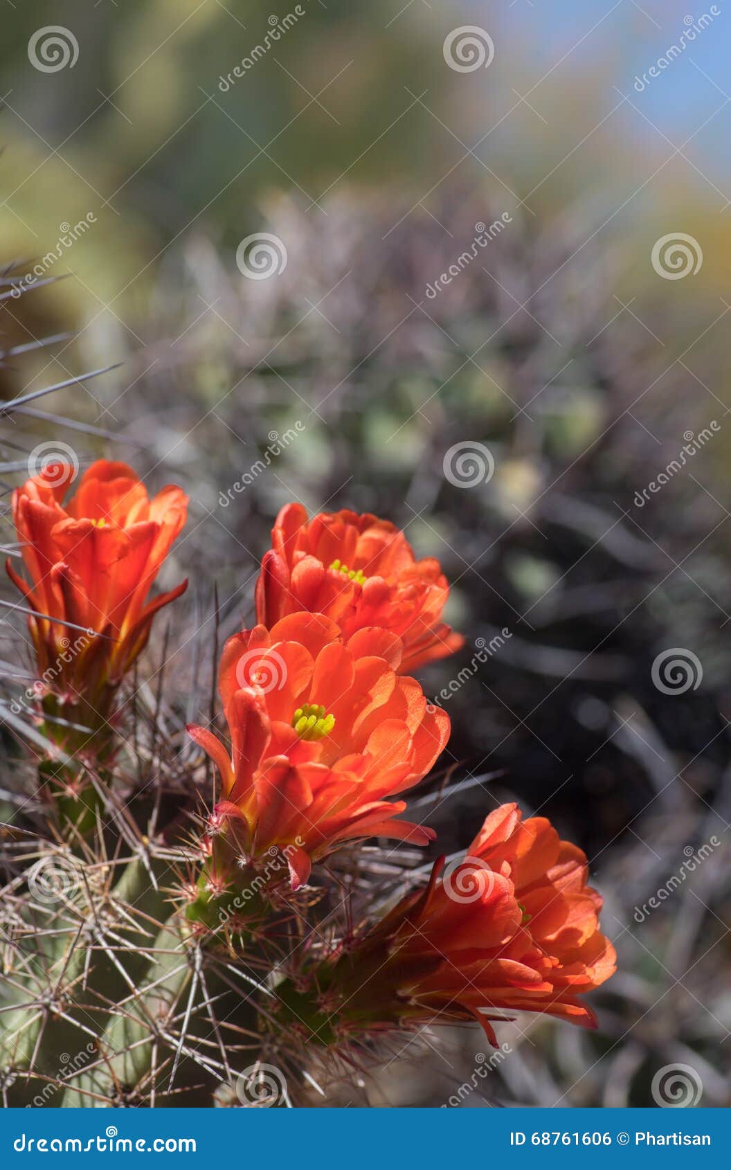 Wild Desert Spring Bloom Cactus Flowers Stock Photo - Image of nature ...