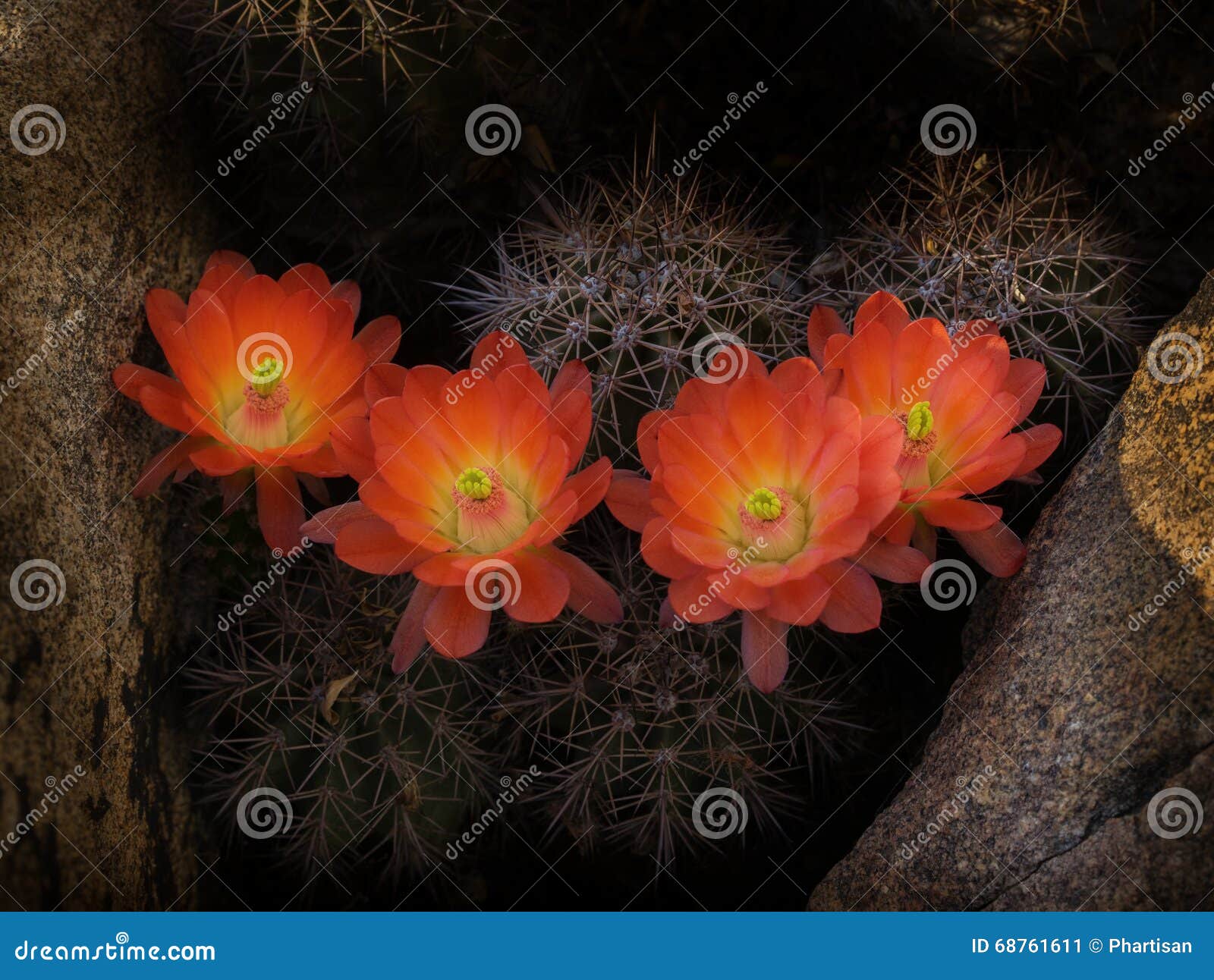 Wild Desert Spring Bloom Cactus Flowers Stock Image - Image of bright ...