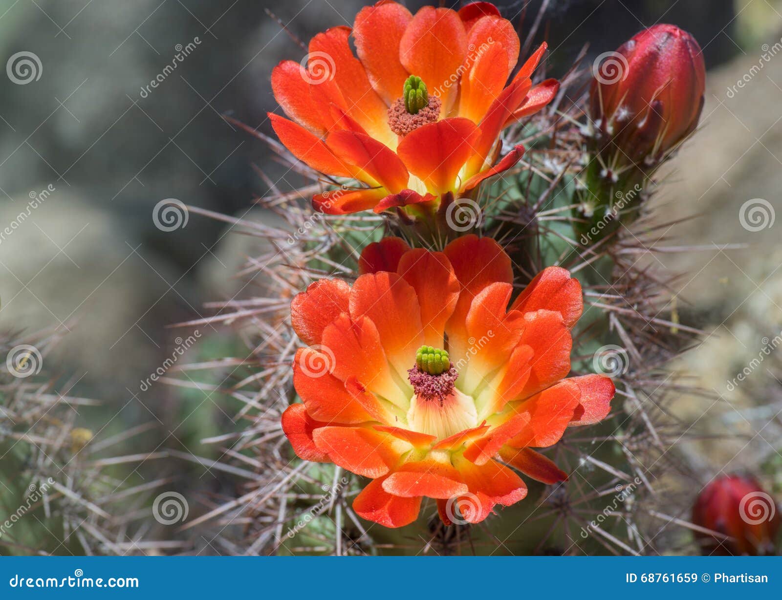 Wild Desert Spring Bloom Cactus Flowers Stock Image - Image of bloom ...