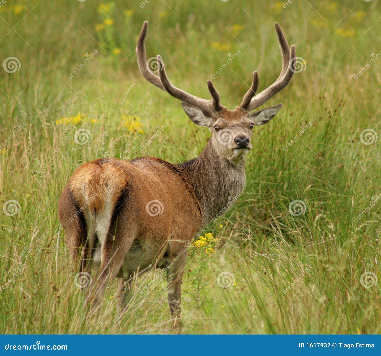 Wild dier stock foto. Image of jong, bambi, nave, zoogdier - 1617932