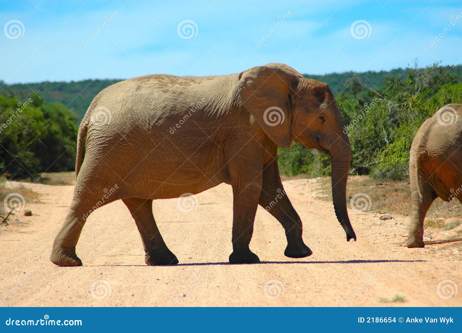 Wild dier stock foto. Image of olifanten, kruger, machtig - 2186654