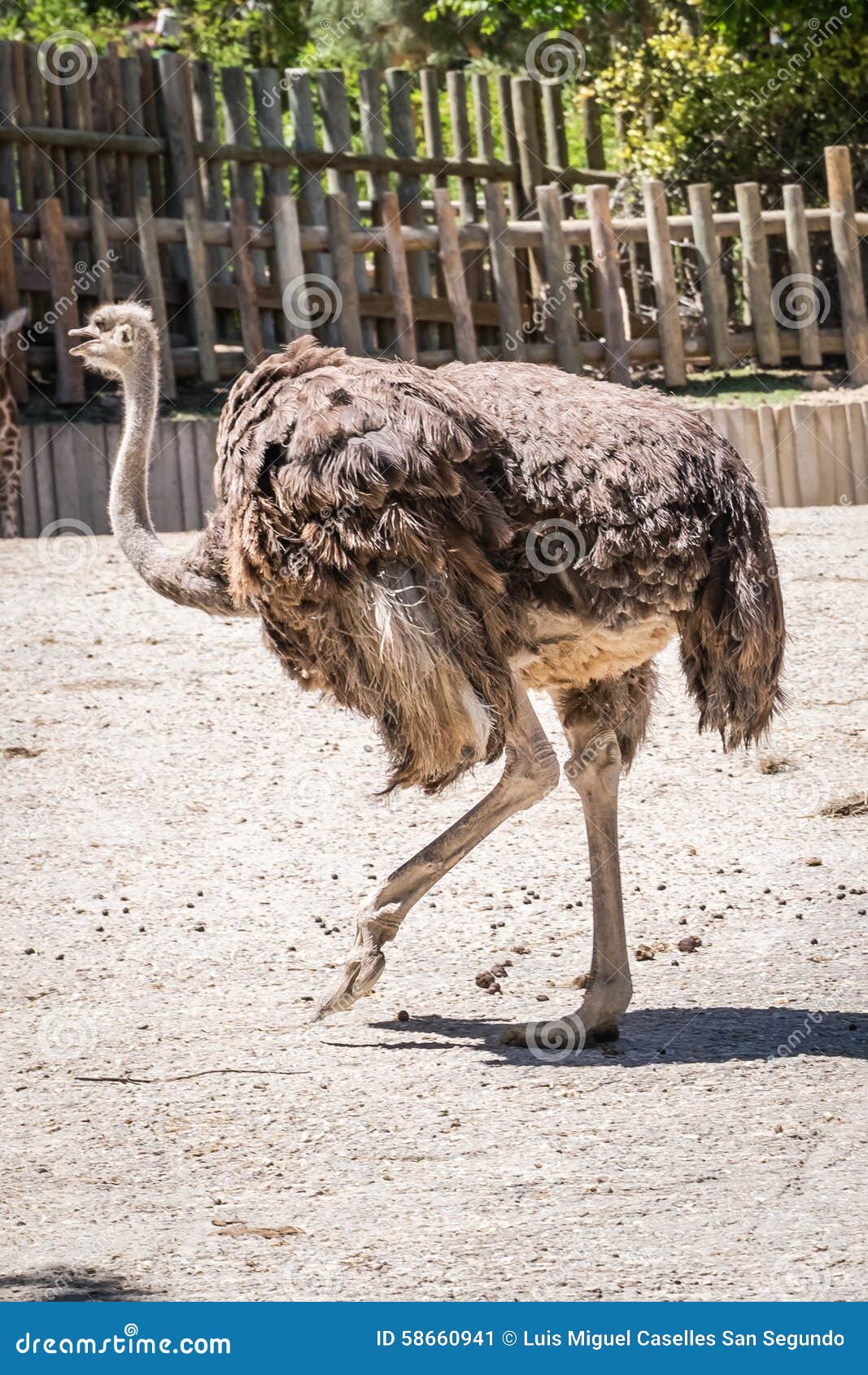 Wild Dier stock afbeelding. Image of dier, boos, profiel - 58660941