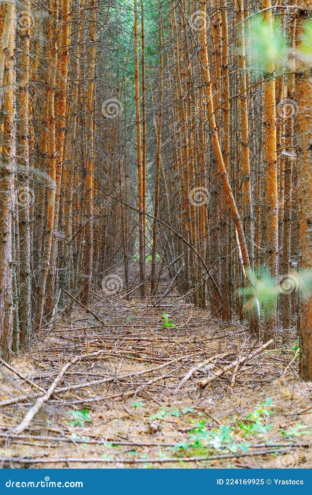 Dense Thicket In The Temperate Rainforest, North Island, New Zealand ...