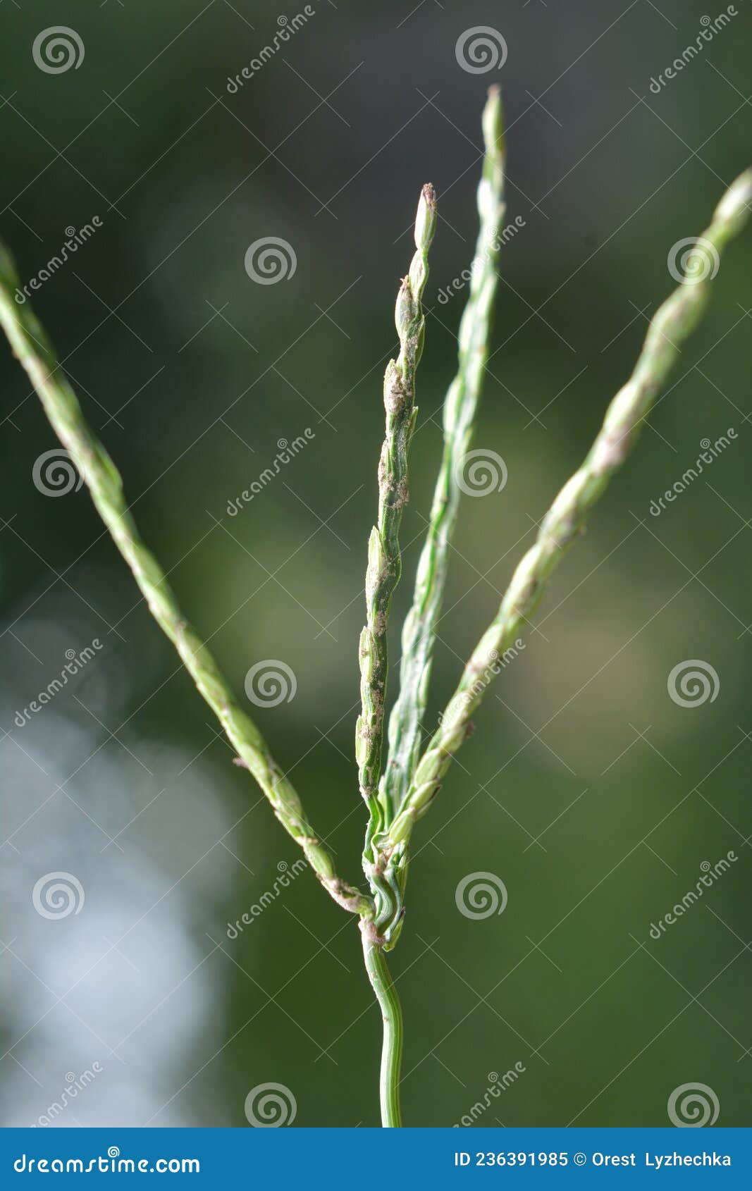 In the Field, Like a Weed, Grows Digitaria Sanguinalis Stock Image ...