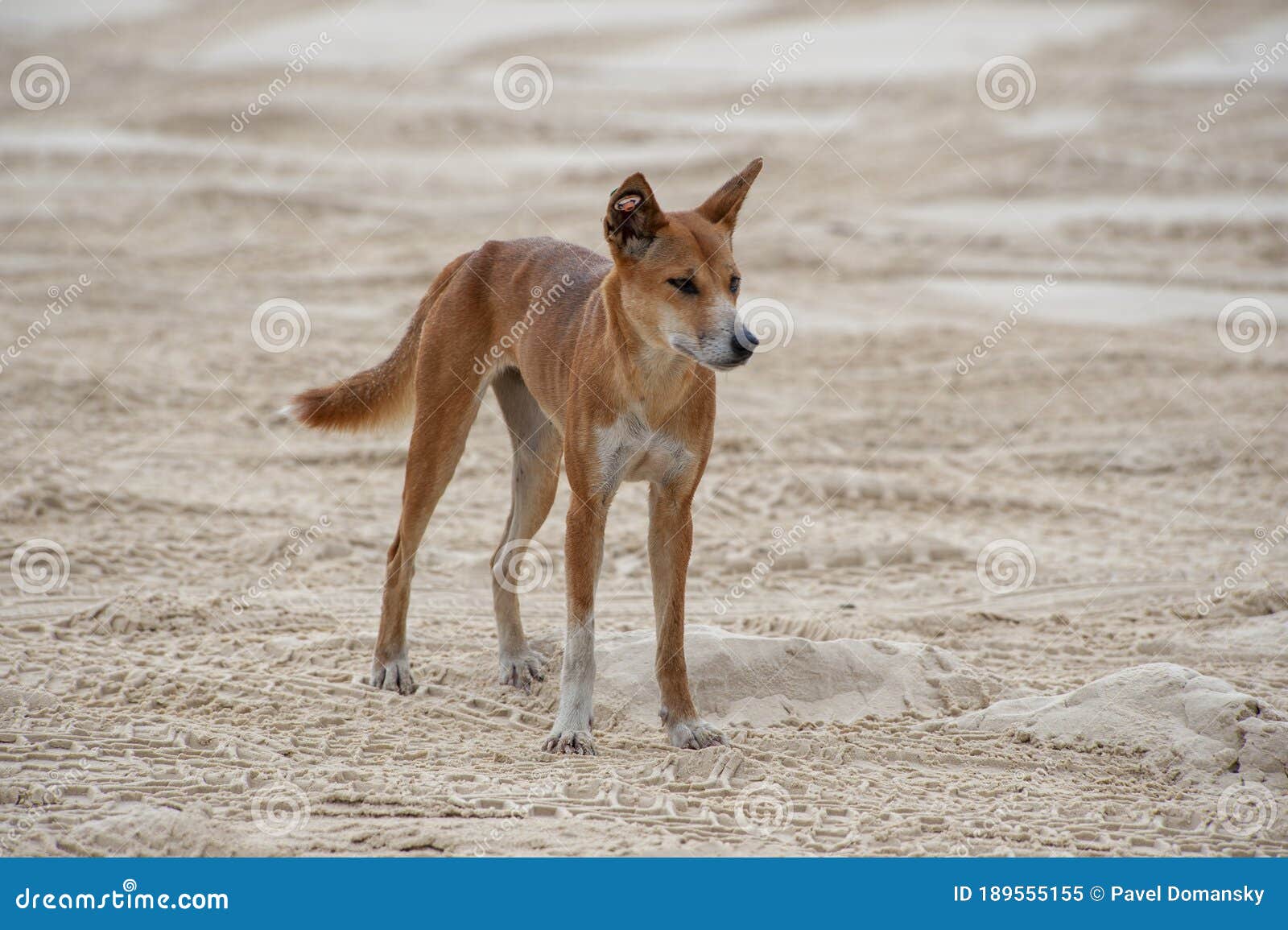 The Dingo Dog Lives on the Sandy Island of Fraser Stock Image - Image ...