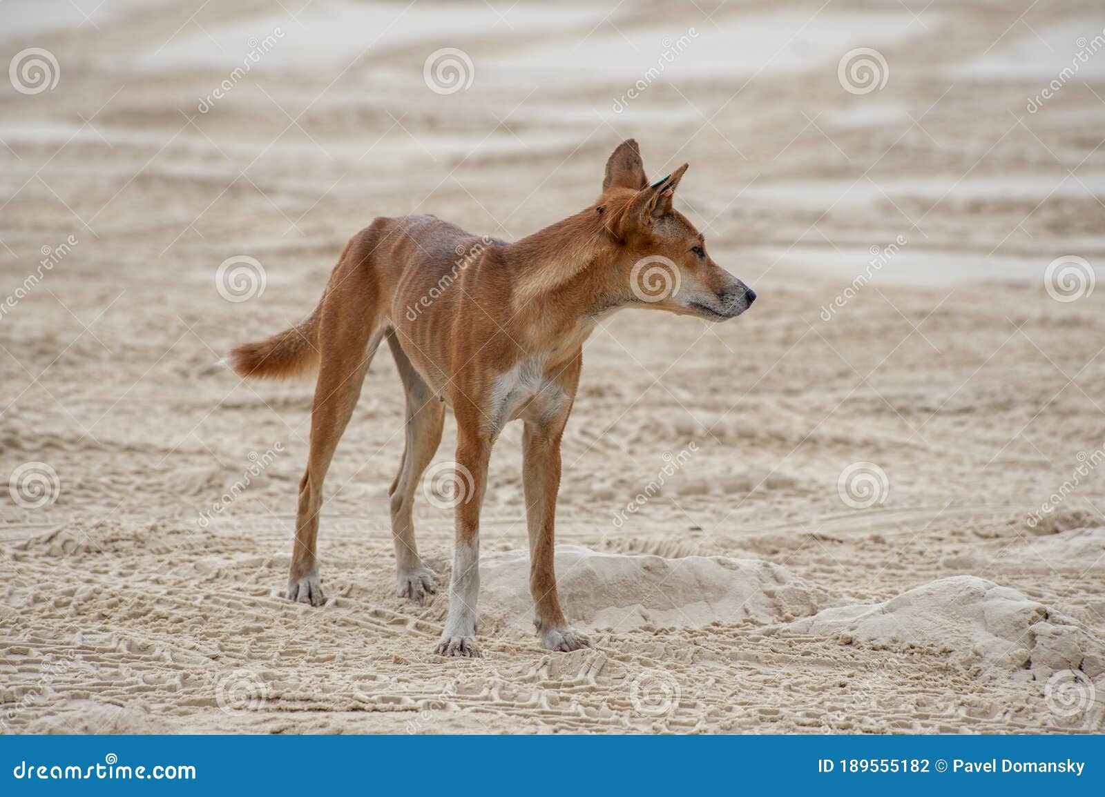 The Dingo Dog Lives on the Sandy Island of Fraser Stock Photo - Image ...