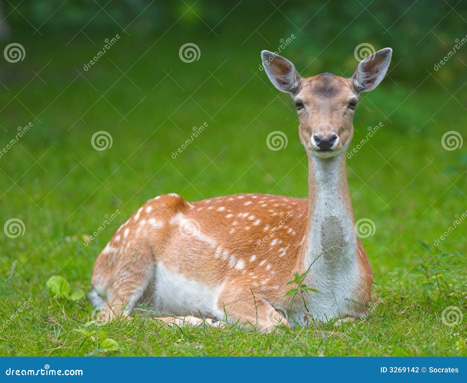 Wild doe (deer) stock photo. Image of careful, forrest - 3269142