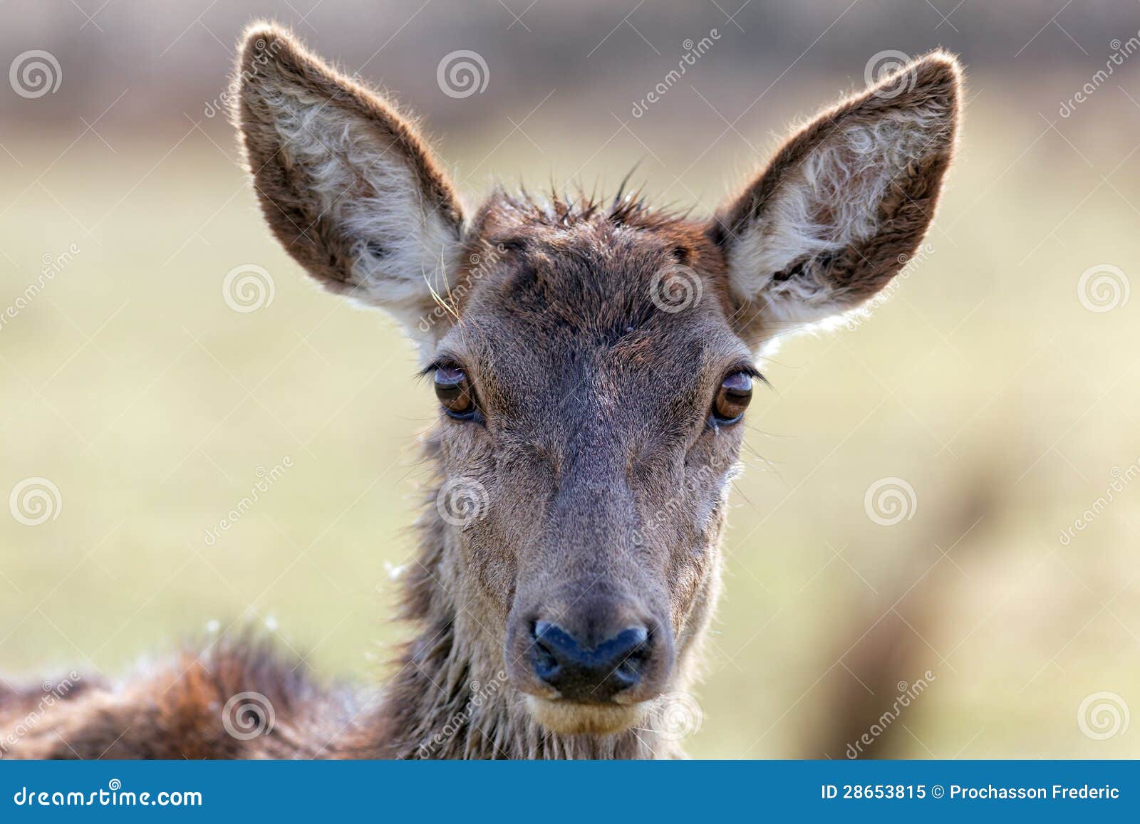 Wild doe head stock image. Image of stag, isolated, coat - 28653815