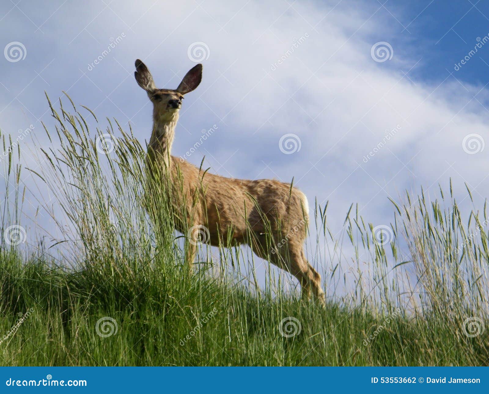 Wild Doe stock photo. Image of wildlife, habitat, natural - 53553662