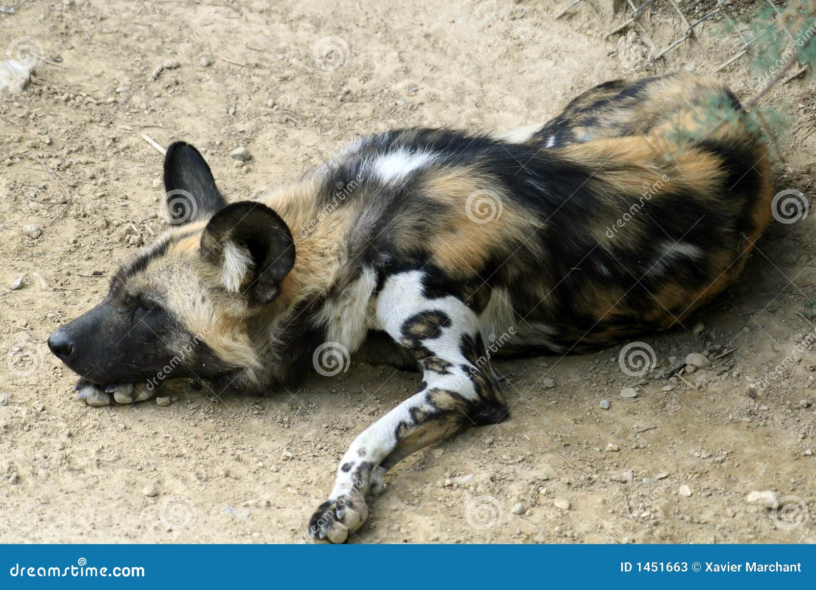 Wild dog stock image. Image of wild, sleep, danger, lying - 1451663