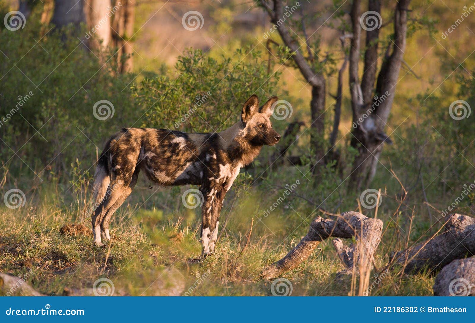 Wild Dog on the alert stock photo. Image of natural, carnivore - 22186302