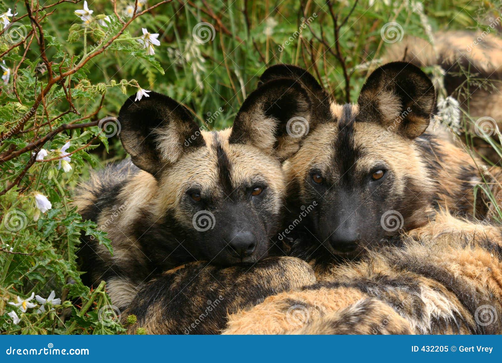 Wild dog brothers stock image. Image of africa, stare, canine - 432205