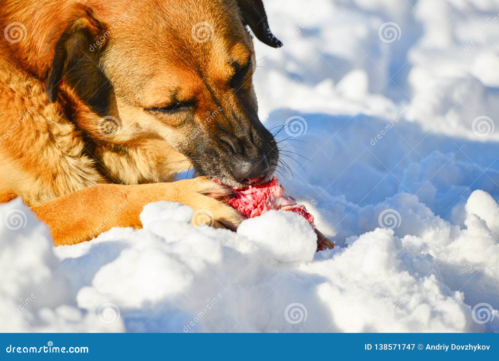 Wild Dog Eats Red Meat on the Bone in the Snow Stock Image - Image of ...